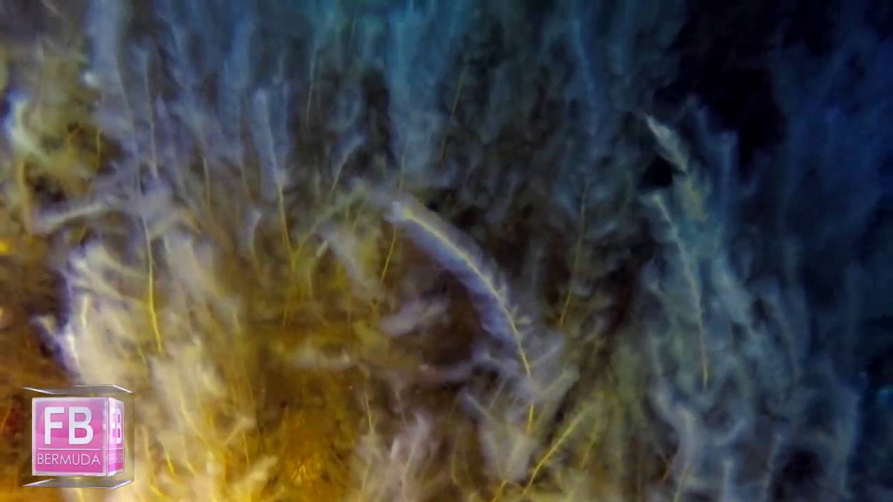 'Deep Ocean Pasture’ Discovered On Seamount - Forever Bermuda