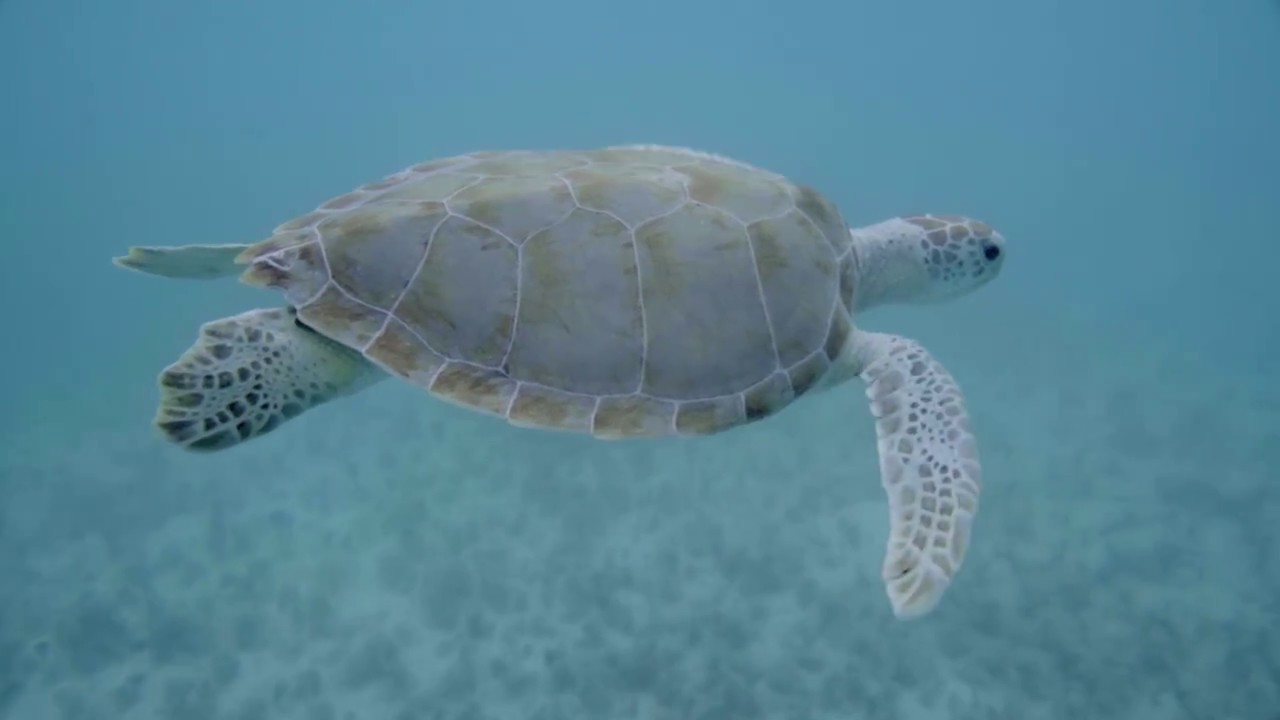 Bermuda Turtle Project Celebrating 50 Years - Forever Bermuda