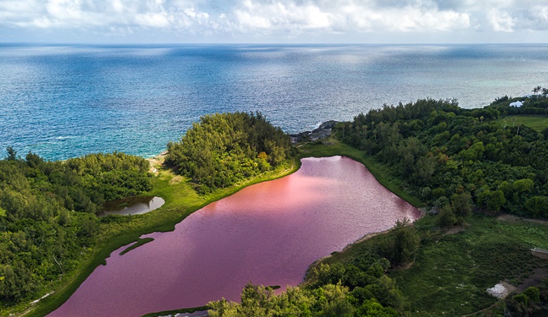 Video: Nature Reserve Pond Turns Pink - Forever Bermuda