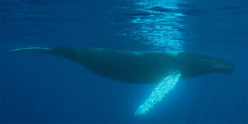 Video: 'The Tale Of The Bermuda Whale' - Forever Bermuda